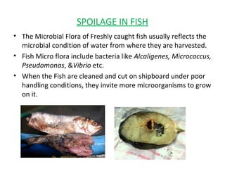 Food spoilage ppt document | PPT