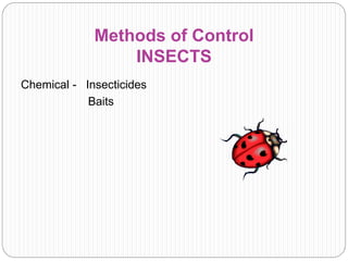 food spoilage Roddents Insects Birds.pptx
