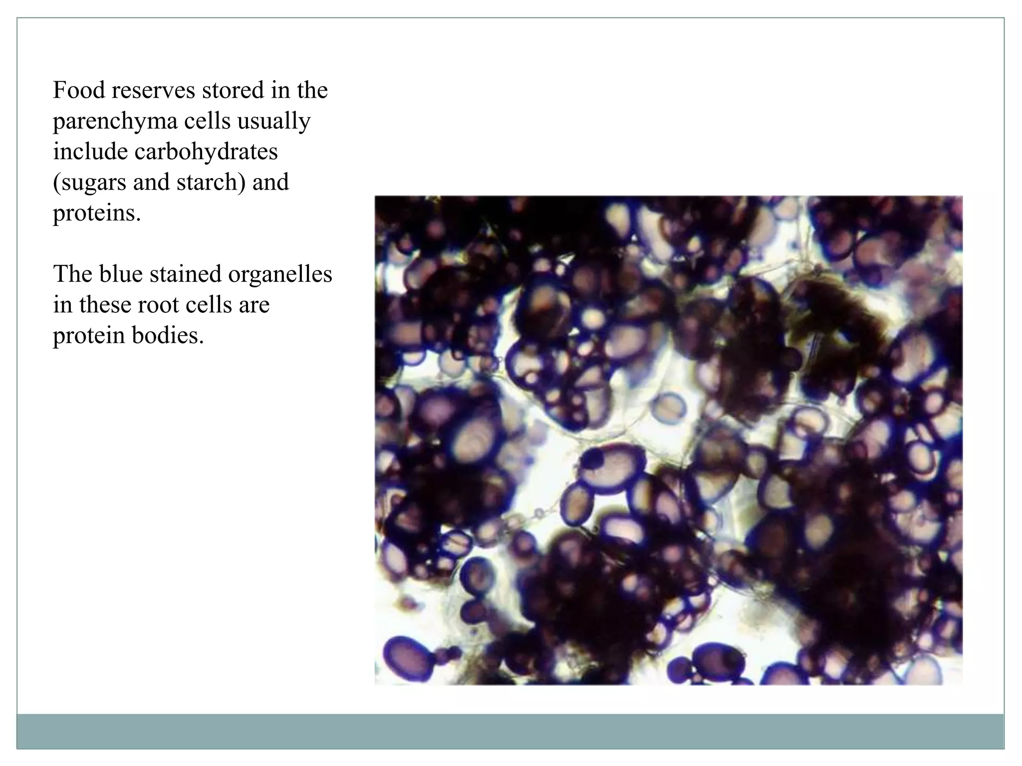Food storage root | PPTX