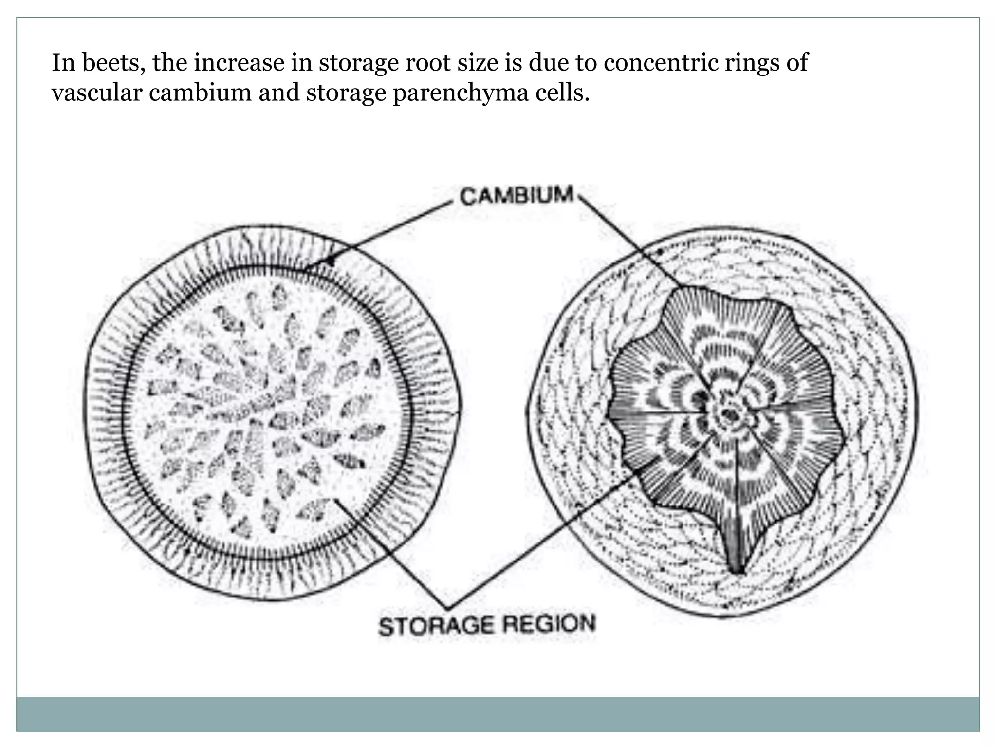 Food storage root | PPTX