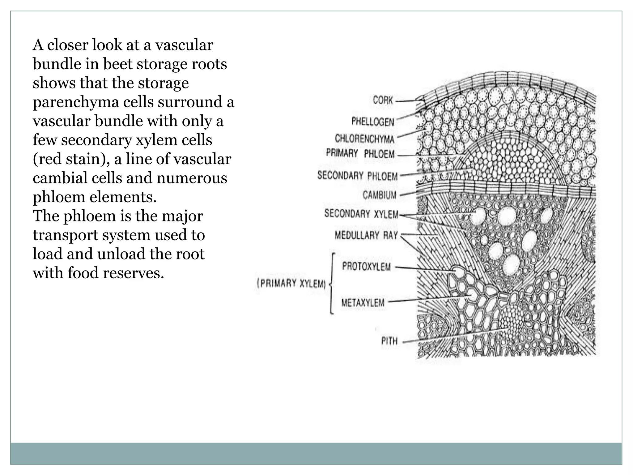 Food storage root | PPTX