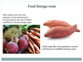 Food storage root | PPTX