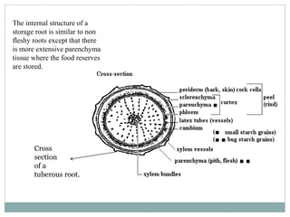 Food storage root | PPTX