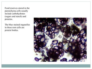 Food storage root | PPTX