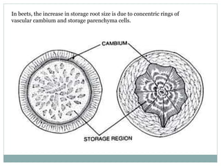 Food storage root | PPTX