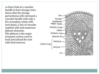 Food storage root | PPTX