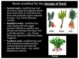 Food storage root | PPT