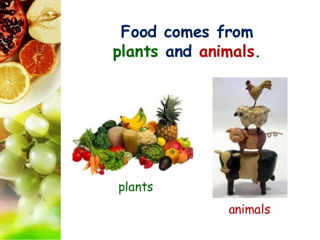 Foods That Come From Plants