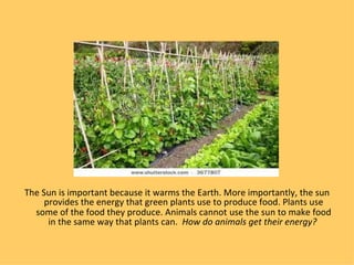 Food Chain to Food Web | PPT