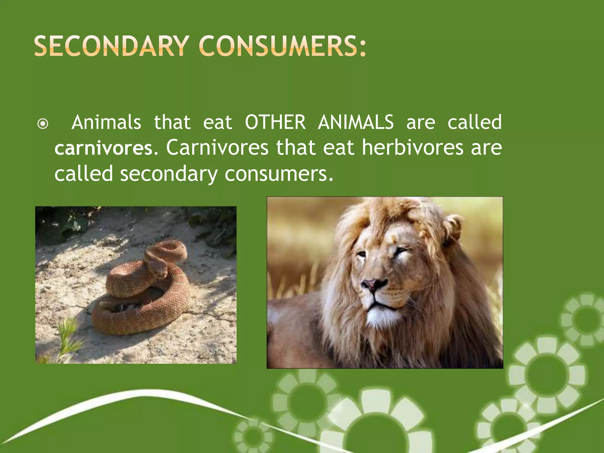 Food web | PPTX