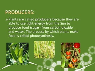 Producers Plants Examples