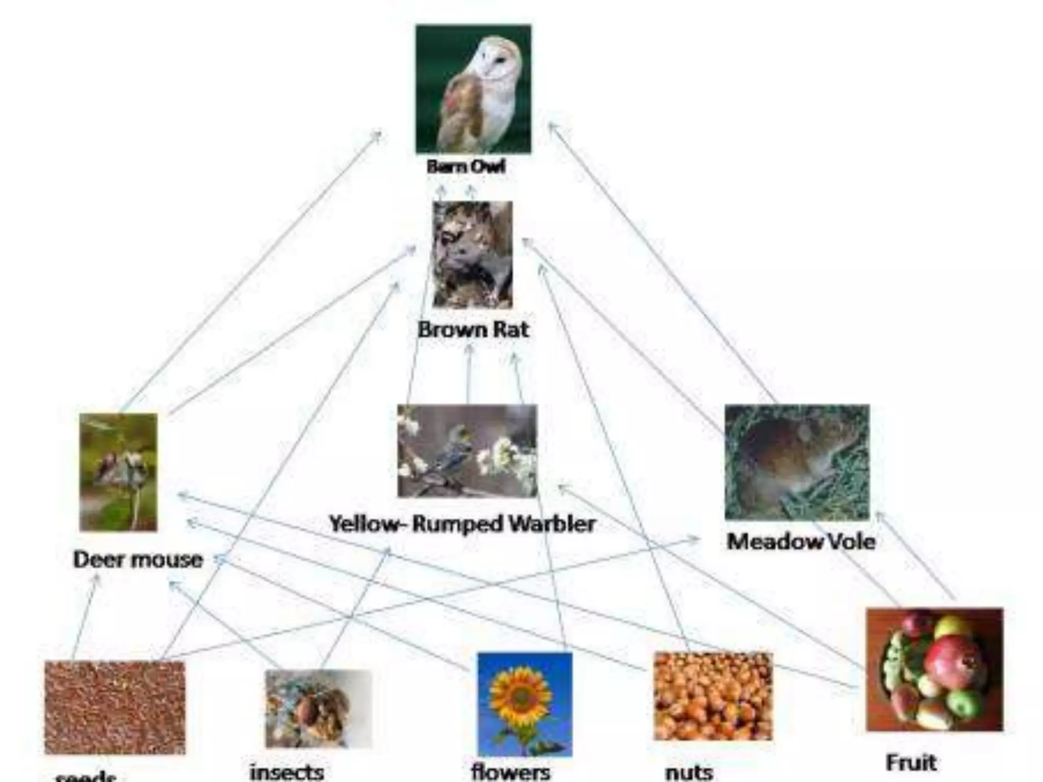 Food web | PPTX
