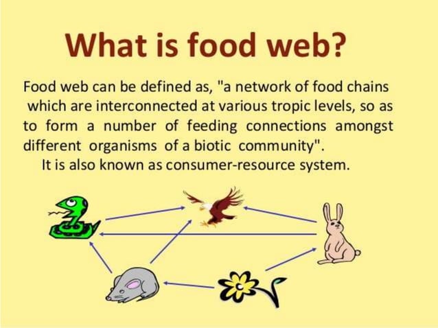 Food web | PPTX