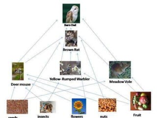 Food web | PPT
