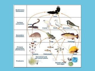 Intertidal Zone Food Web