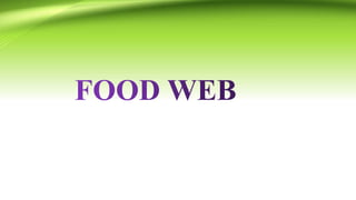 FOOD WEB.pptx