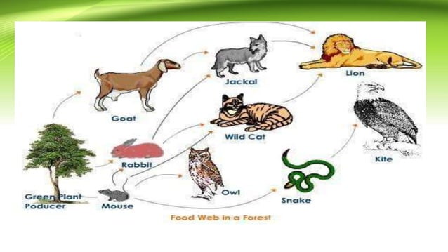 FOOD WEB.pptx