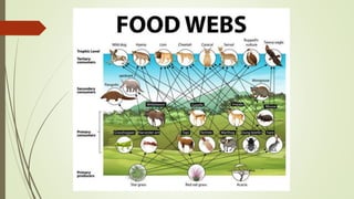 Food Web.pptx