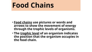 Food Webs and food chains consumer producer | PPTX