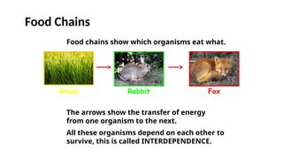 Food Webs and food chains consumer producer | PPTX