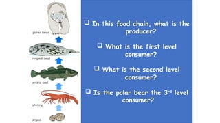 Food Web food chain energy science class | PPT