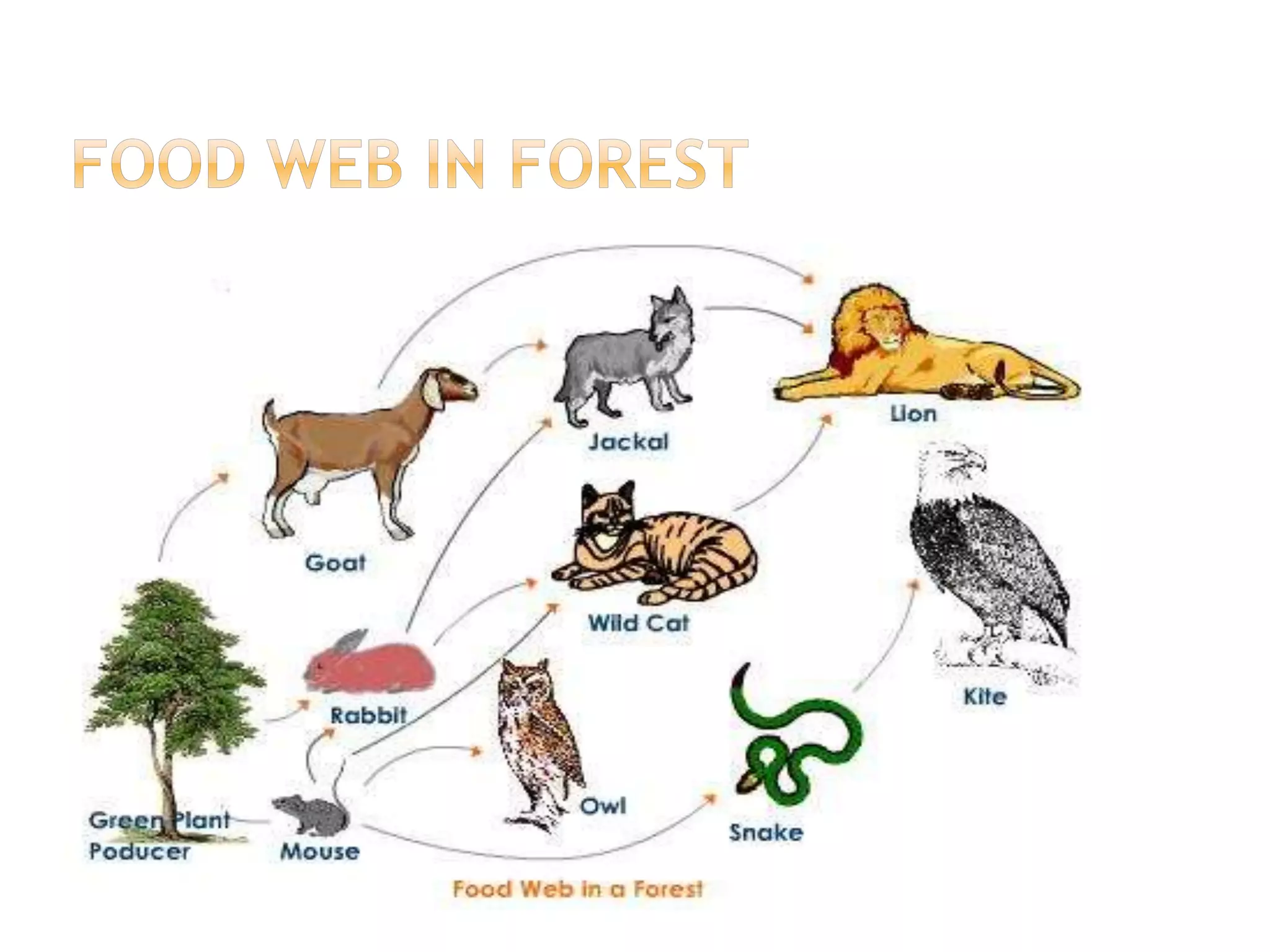 Food web (1) 2 | PPTX | Gardening | Home & Garden