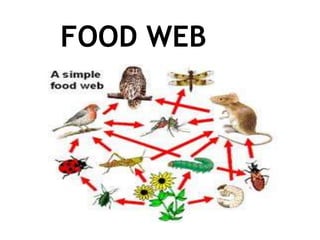 Simple Forest Food Web