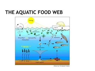 Water Food Web