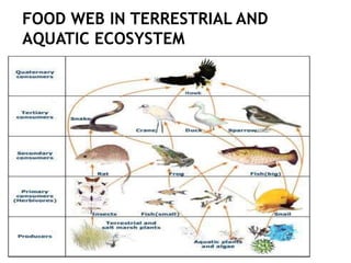 Easy Terrestrial Food Web