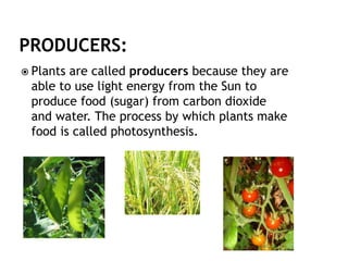 Producers Plants Examples