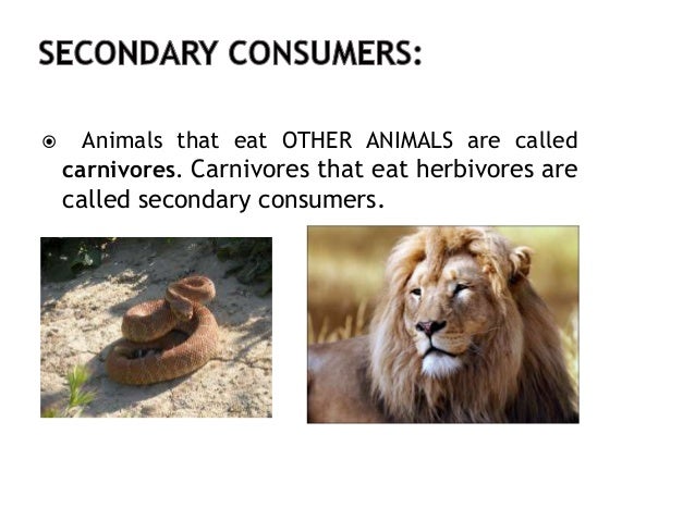 Tertiary Consumers Animals