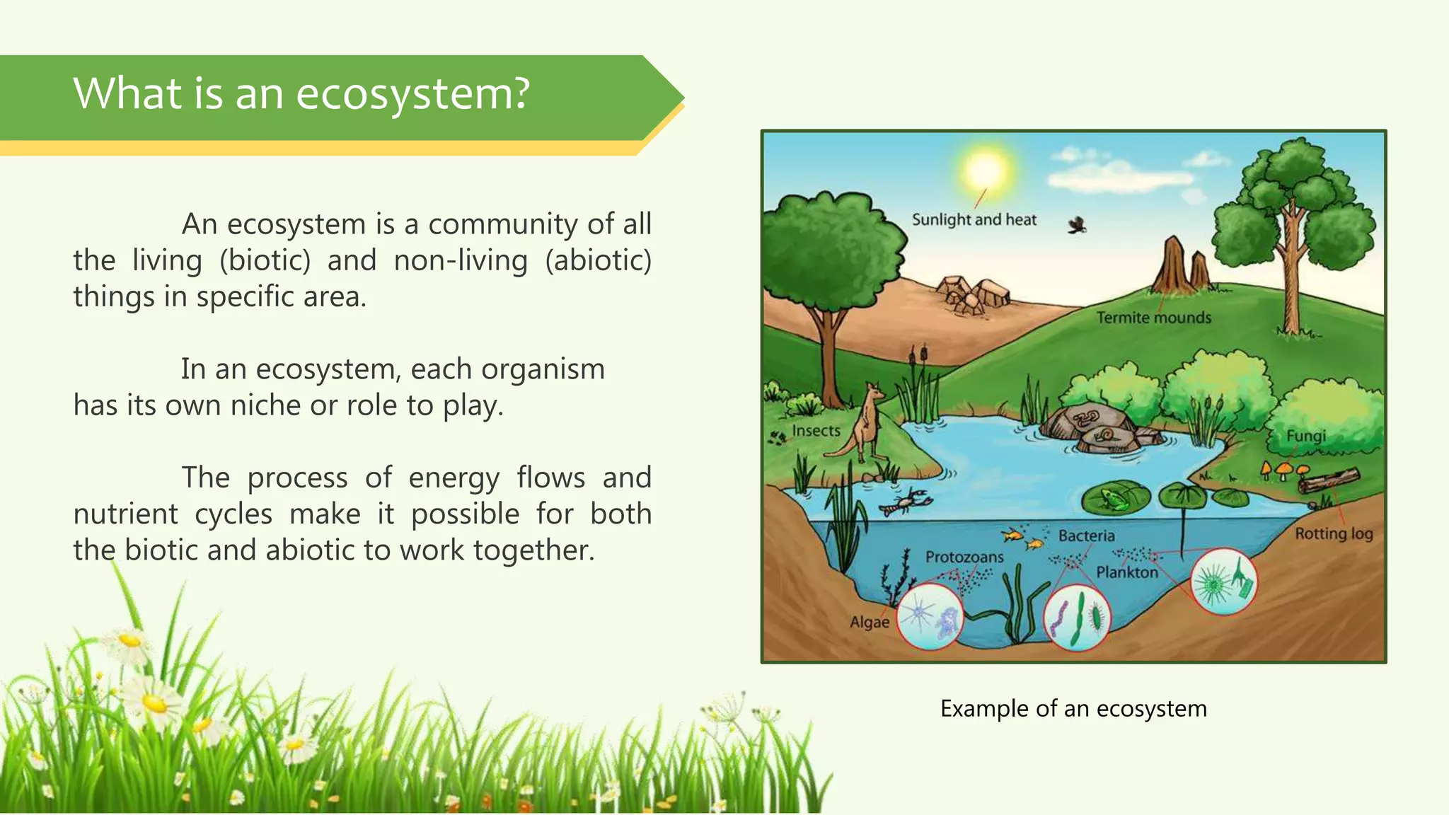 The Ecosystem in Nile River Basin | PPTX
