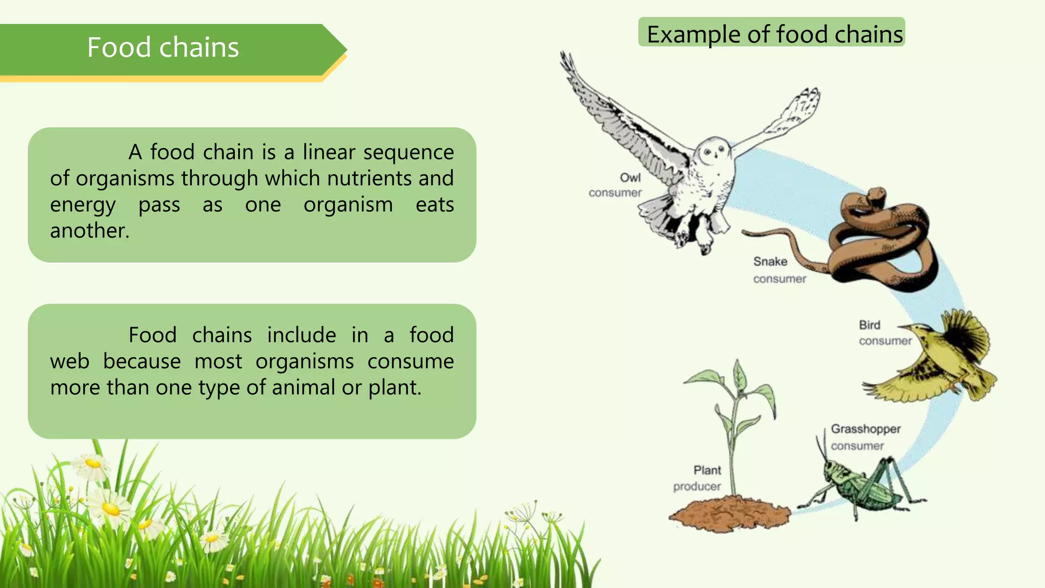 The Ecosystem in Nile River Basin | PPTX