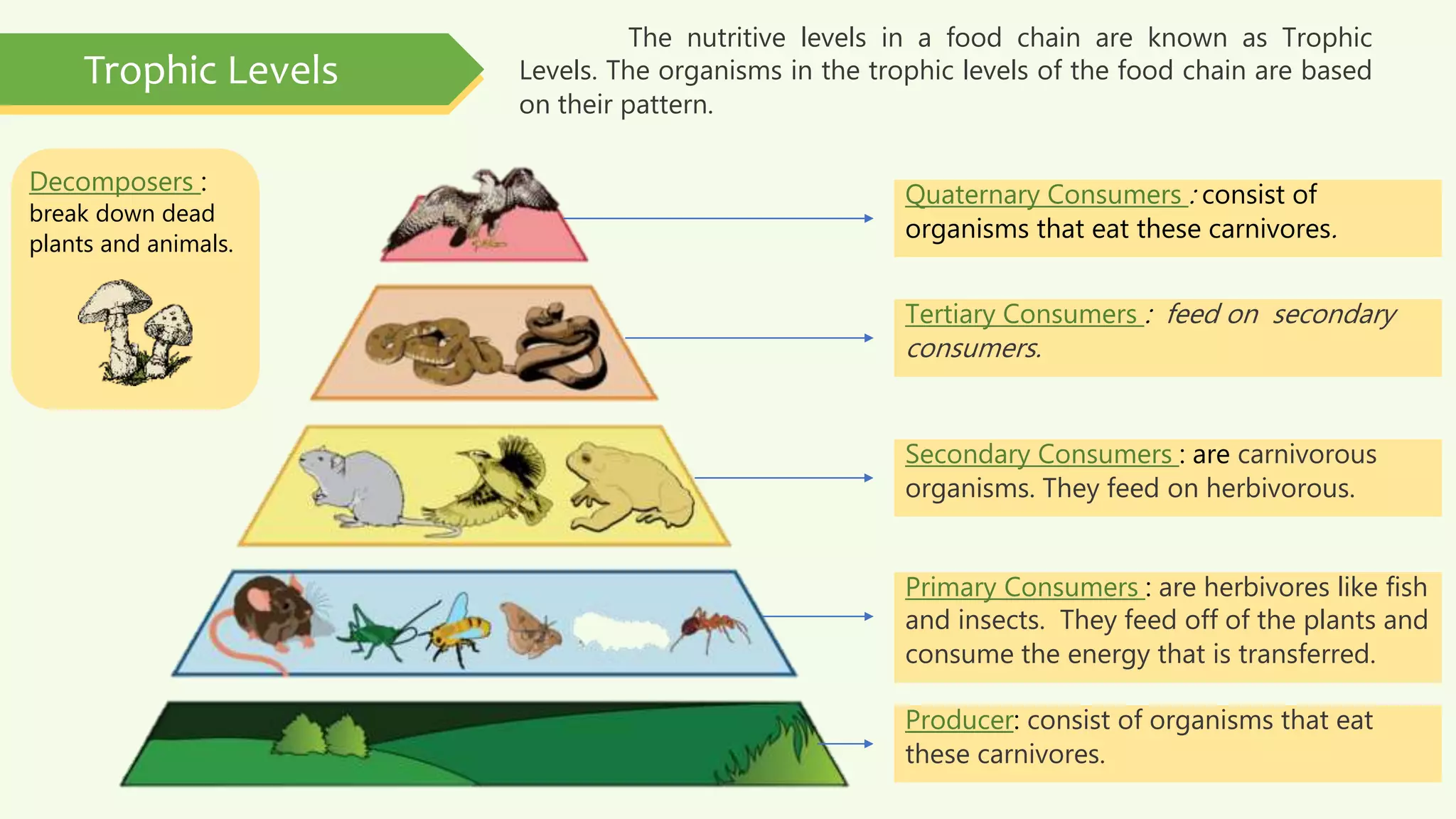 The Ecosystem in Nile River Basin | PPTX