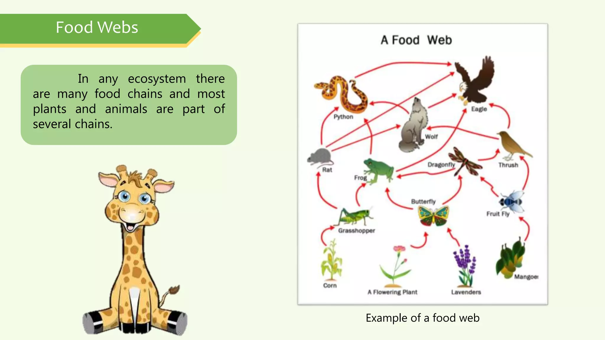 The Ecosystem in Nile River Basin | PPTX