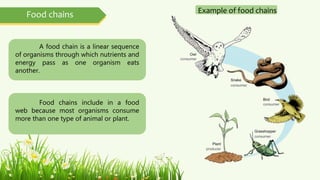 The Ecosystem in Nile River Basin | PPTX
