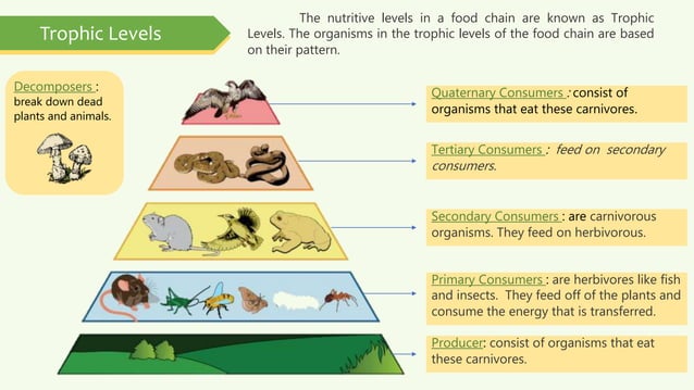 The Ecosystem in Nile River Basin