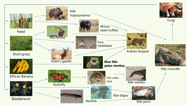 The Ecosystem in Nile River Basin