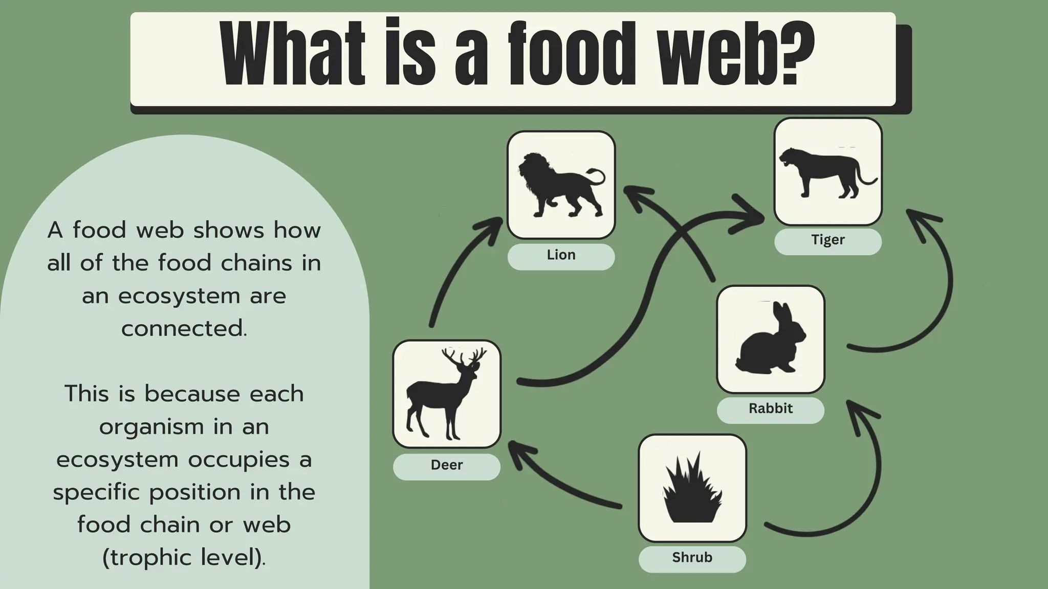 food web 2.pptxf f f gh th tnynynynynutnuytrtynynynyu | PPT
