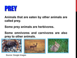 Food Web and Food Pyramid, Prepared by: Edsyl Berongoy Penas, LPT | PPTX
