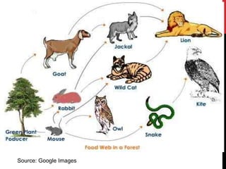 Food Web and Food Pyramid, Prepared by: Edsyl Berongoy Penas, LPT | PPTX