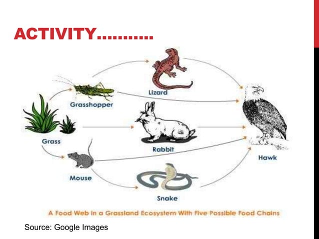 Food Web and Food Pyramid, Prepared by: Edsyl Berongoy Penas, LPT | PPT