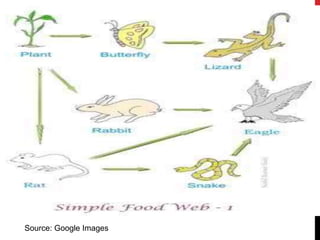 Simple Food Web Examples For Kids