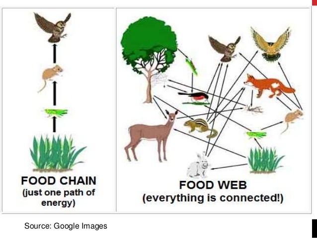 Food Web and Food Pyramid, Prepared by: Edsyl Berongoy Penas, LPT