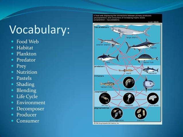 Food web mini lesson | PPTX