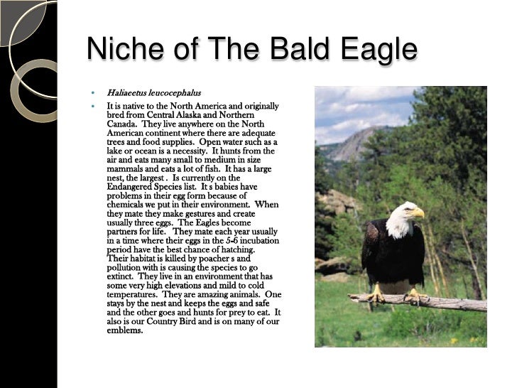 Bald Eagle Food Web Diagram
