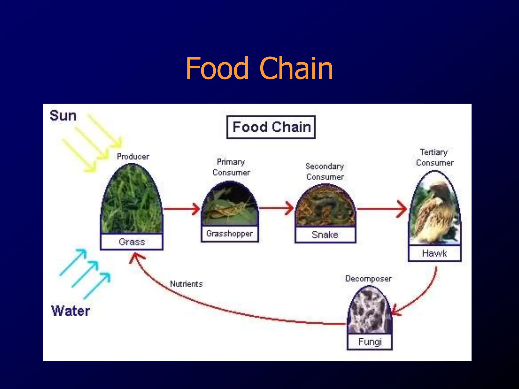 Food Web ppt.ppt