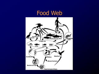 Food Web ppt.ppt