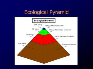 Food Web ppt.ppt
