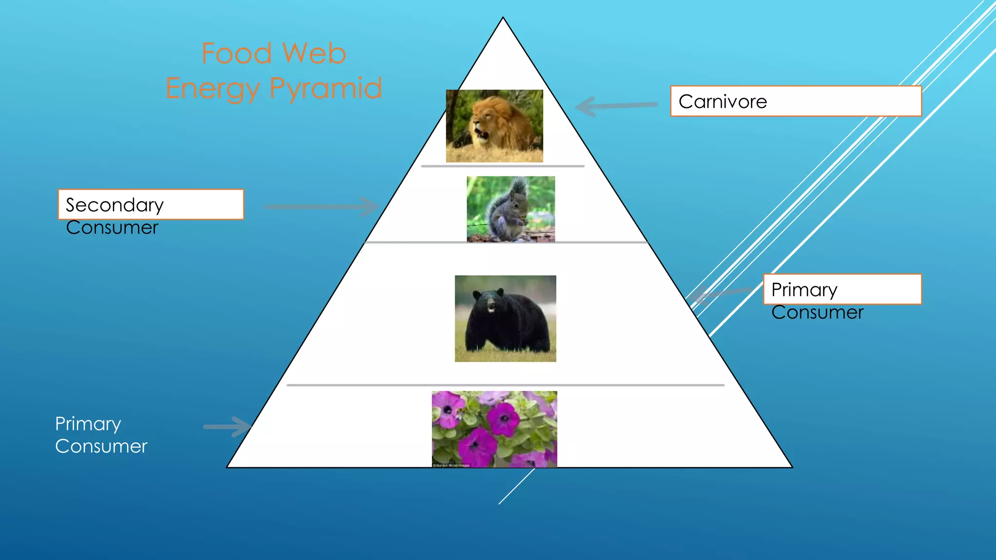 Food web presentation | PPTX